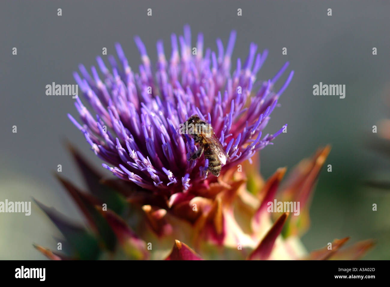 Buy bee hi-res stock photography and images - Alamy
