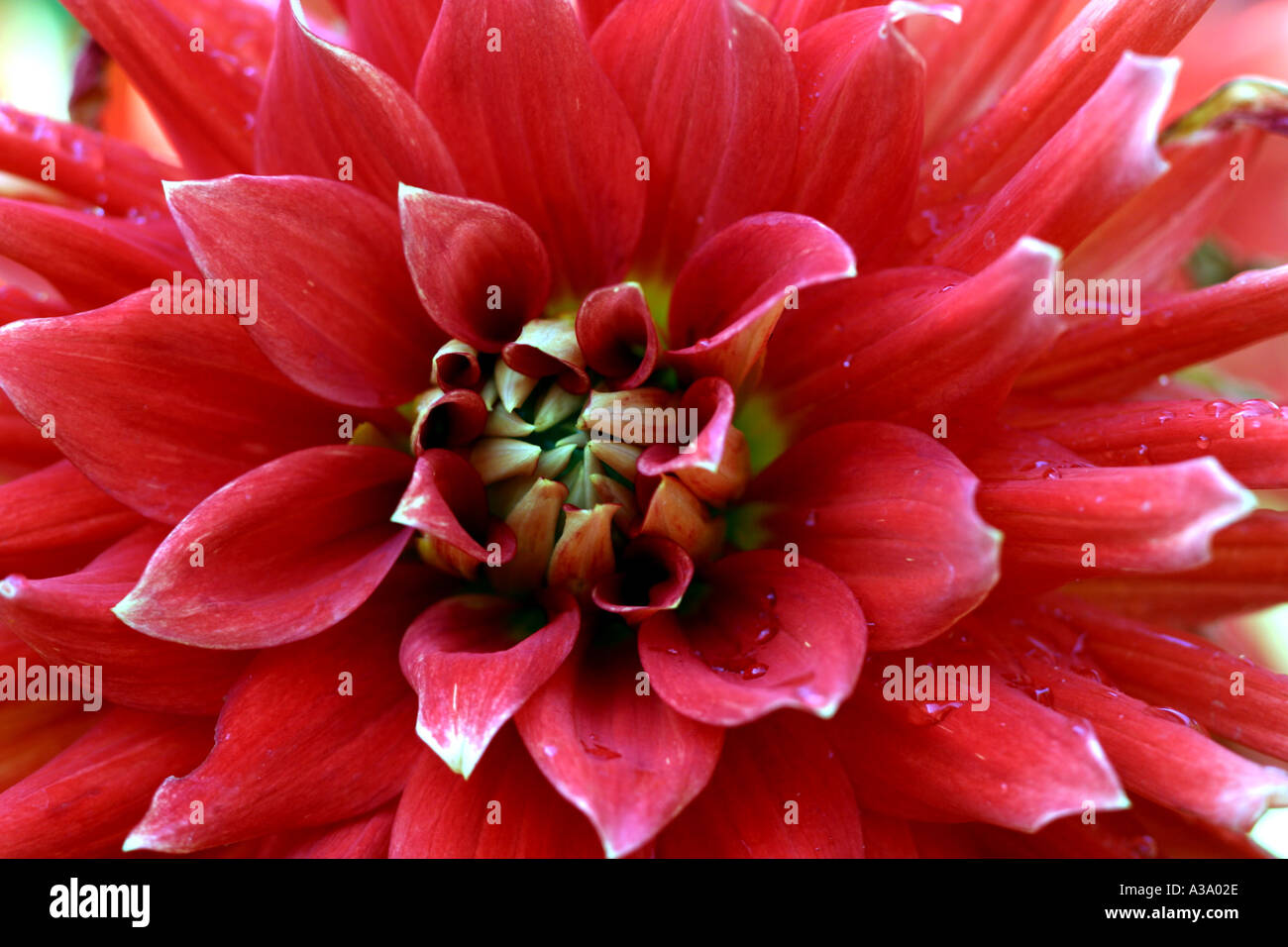 Red dinner plate dahlia hi-res stock photography and images - Alamy