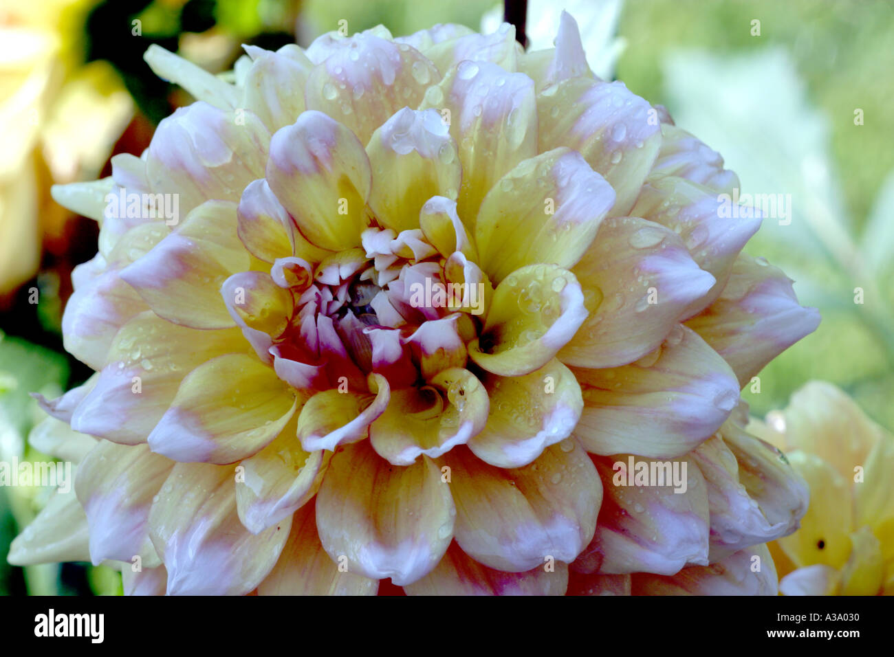 Red dinner plate dahlia hi-res stock photography and images - Alamy