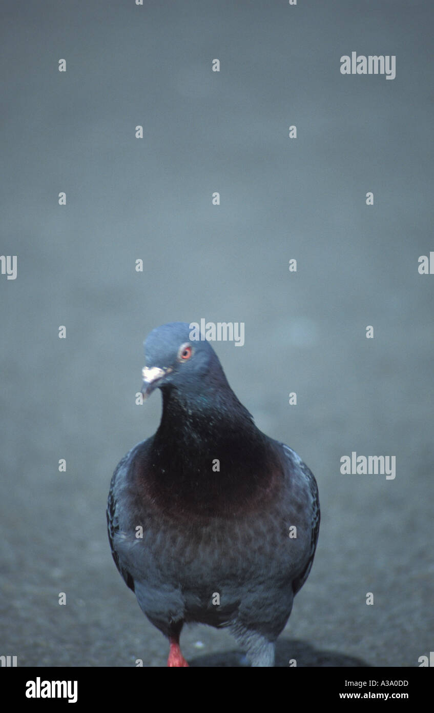 Pidgeon bird hi-res stock photography and images - Alamy