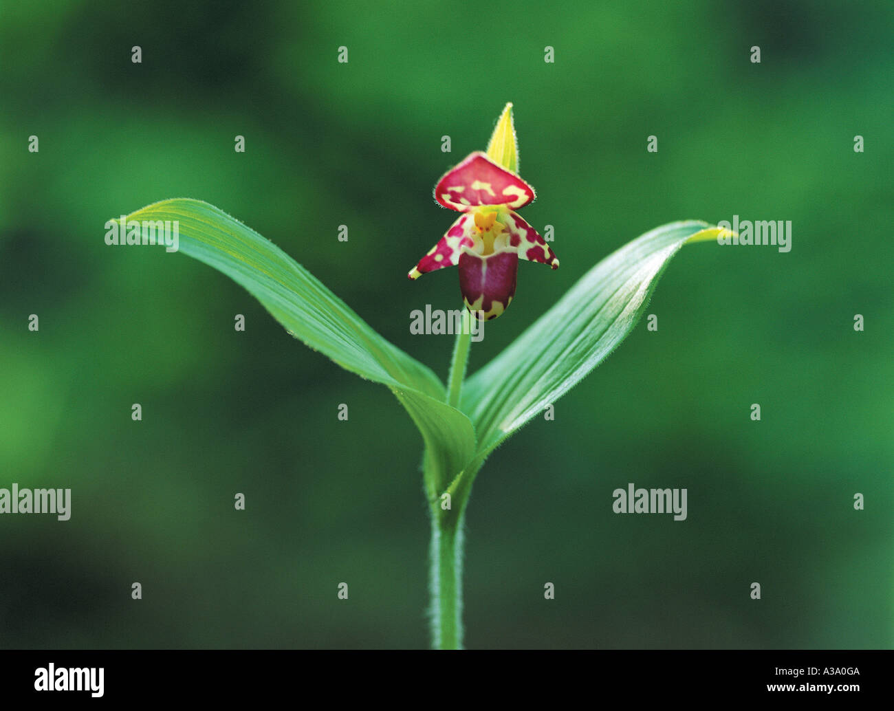 Guttatum hi-res stock photography and images - Alamy