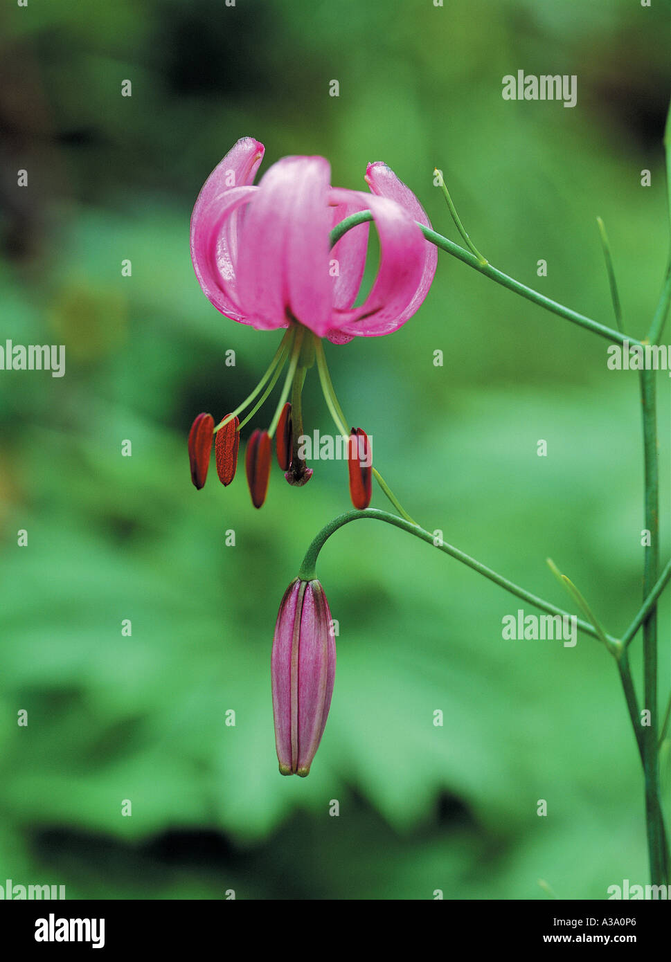 Plants of korea hi-res stock photography and images - Alamy