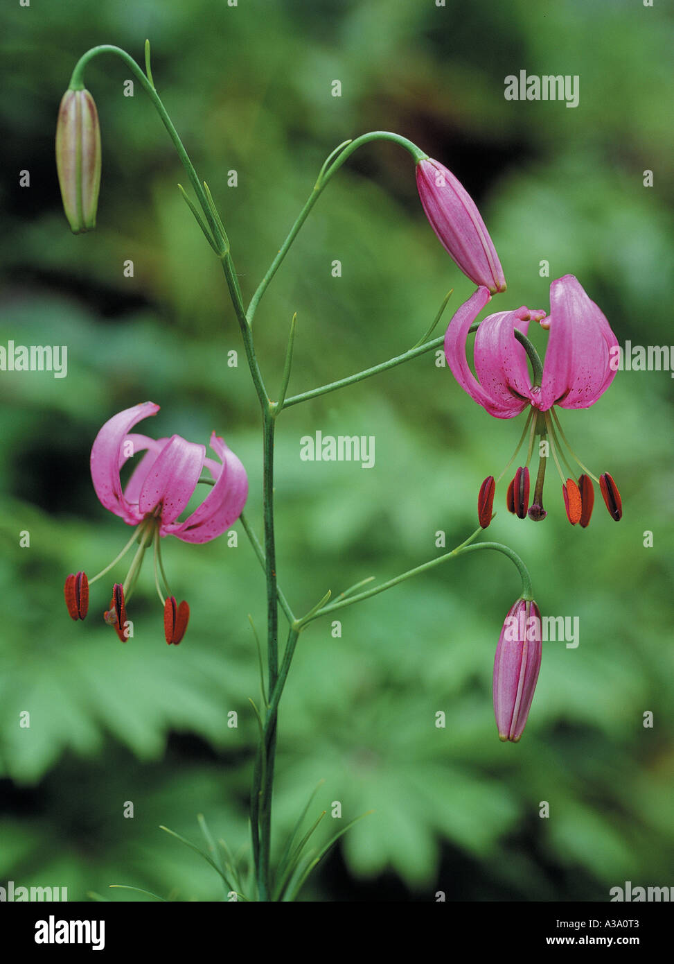 Plants of korea hi-res stock photography and images - Alamy