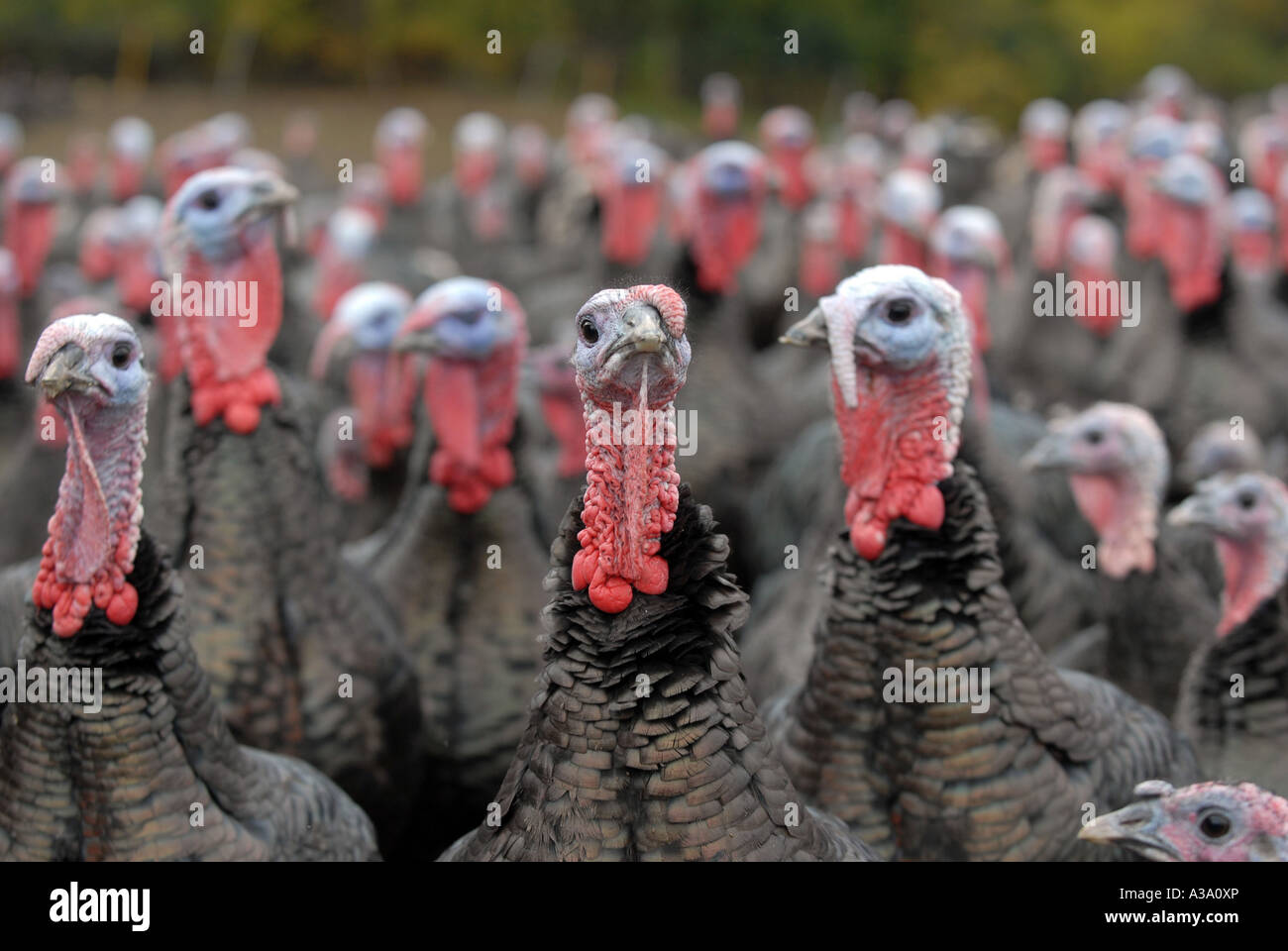Kelly bronze turkeys hi-res stock photography and images - Alamy