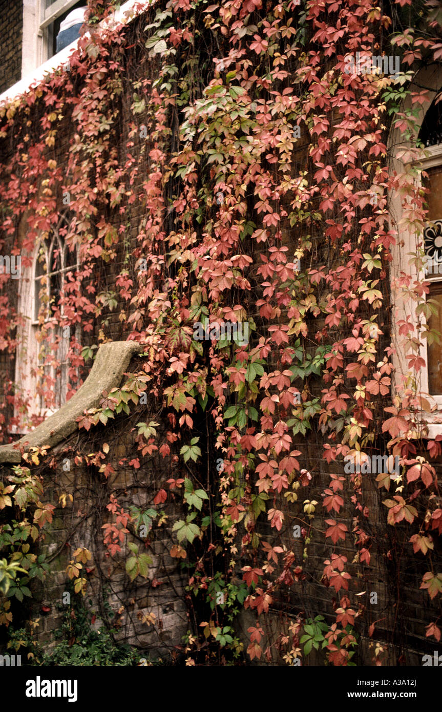 Virginia creeper growing up wall hi-res stock photography and images ...