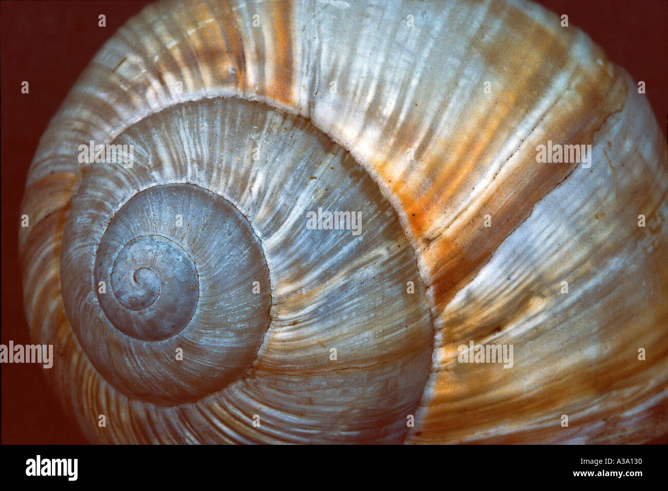 Large Roman Snail shells. Pomatia Stock Photo - Alamy