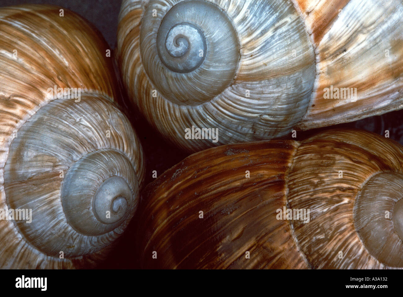 Large Roman Snail shells Pomatia Stock Photo - Alamy