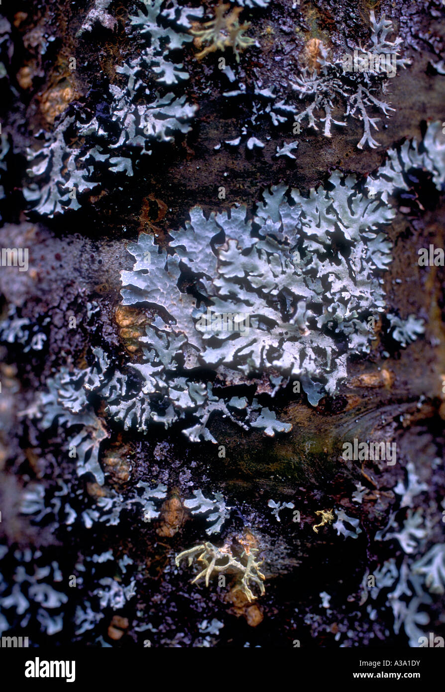 Thalle hi-res stock photography and images - Alamy