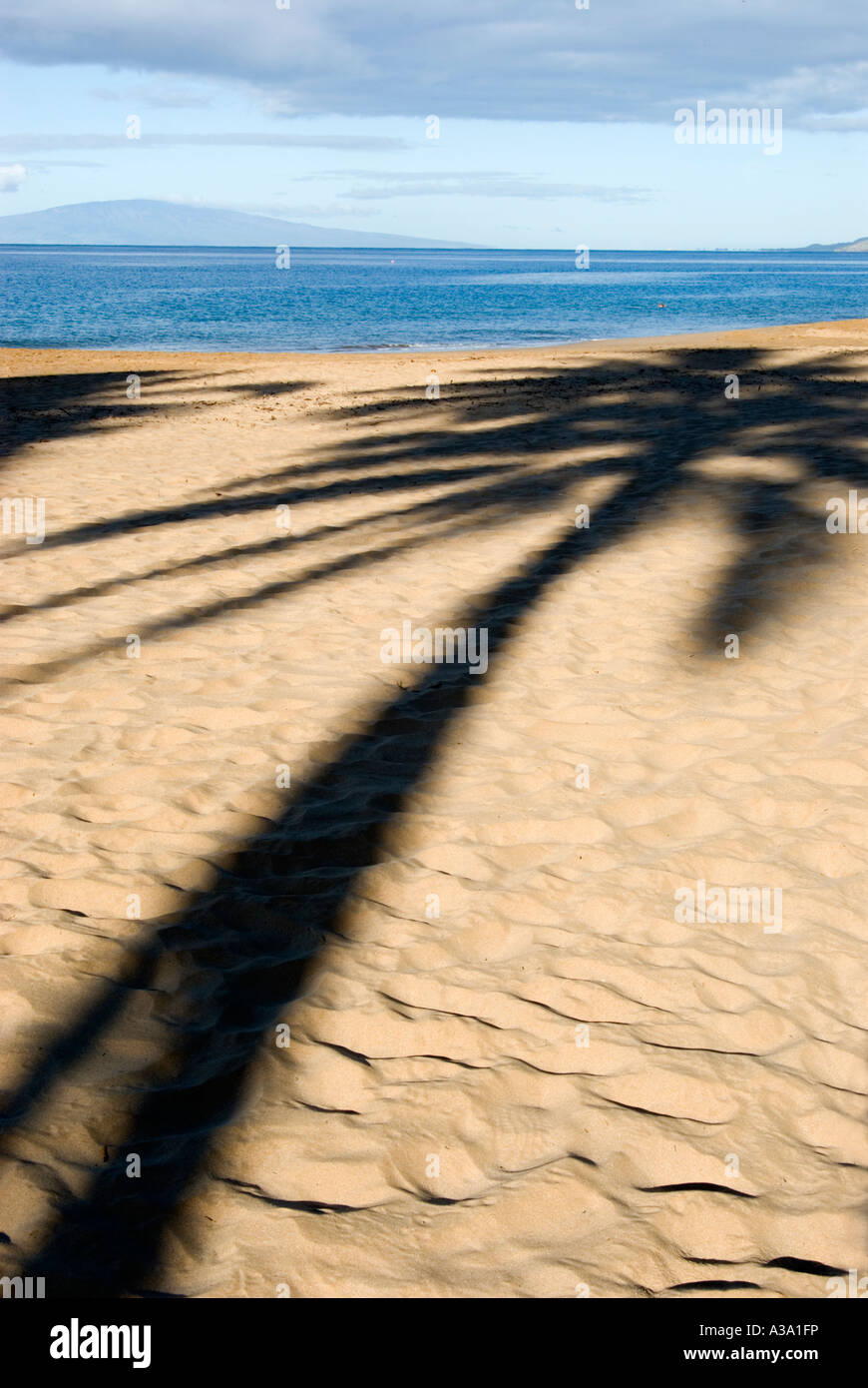 Palm Tree Shadow on Kamaole Beach in Kihei, Maui Stock Photo - Alamy