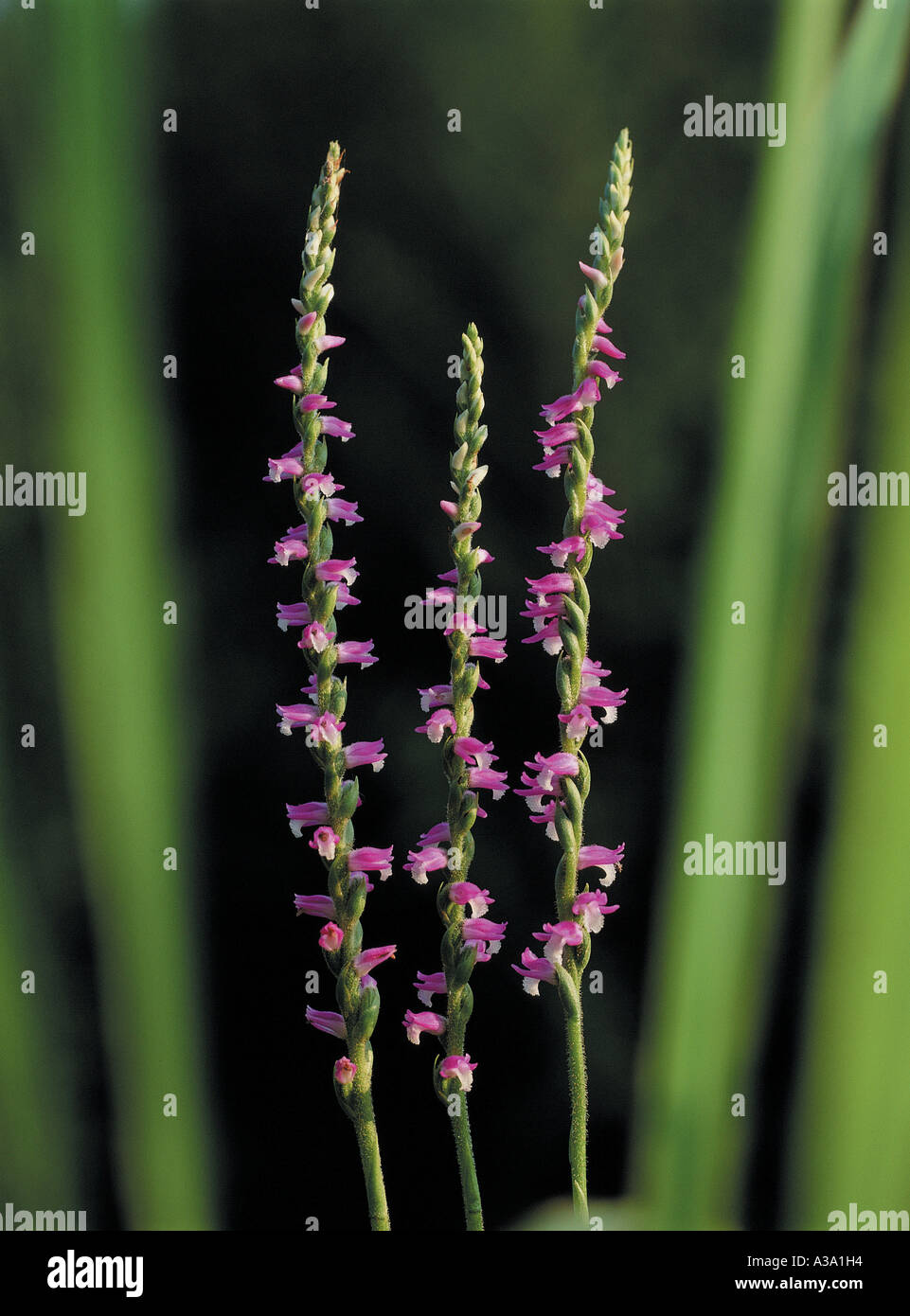 O plant hi-res stock photography and images - Alamy