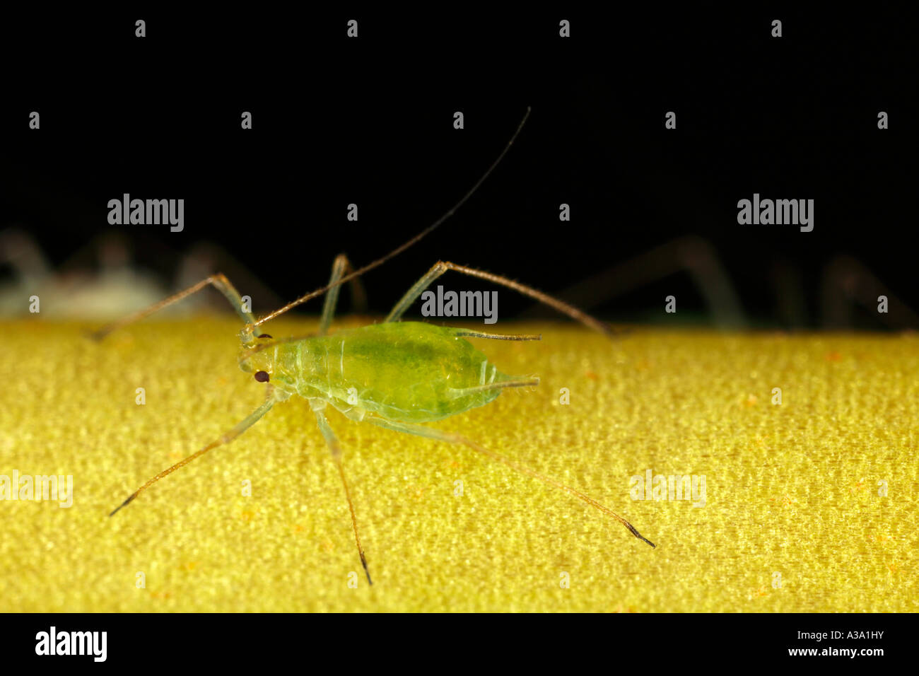 Parthenogenesis aphid hi-res stock photography and images - Alamy Parthenogenesis aphid hi-res stock photography and images - Alamy