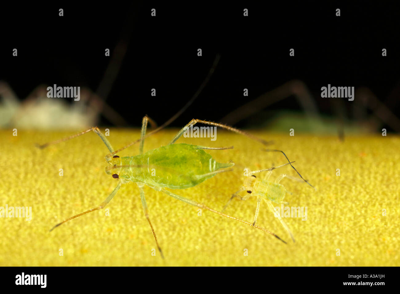 Parthenogenesis aphid hi-res stock photography and images - Alamy