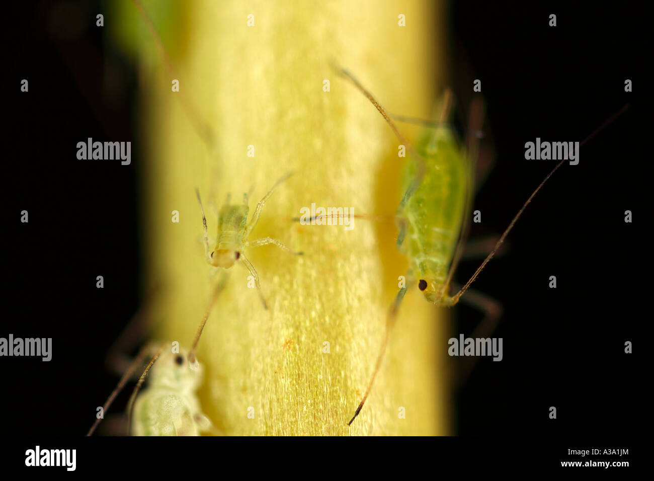Parthenogenesis aphid hi-res stock photography and images - Alamy Parthenogenesis aphid hi-res stock photography and images - Alamy