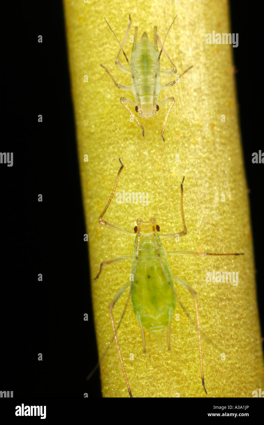 Parthenogenesis aphid hi-res stock photography and images - Alamy Parthenogenesis aphid hi-res stock photography and images - Alamy
