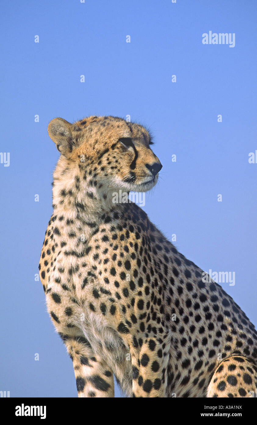 Cheetah "Acinonyx Jubatus" Africa Kenya Masai Mara Stock Photo - Alamy
