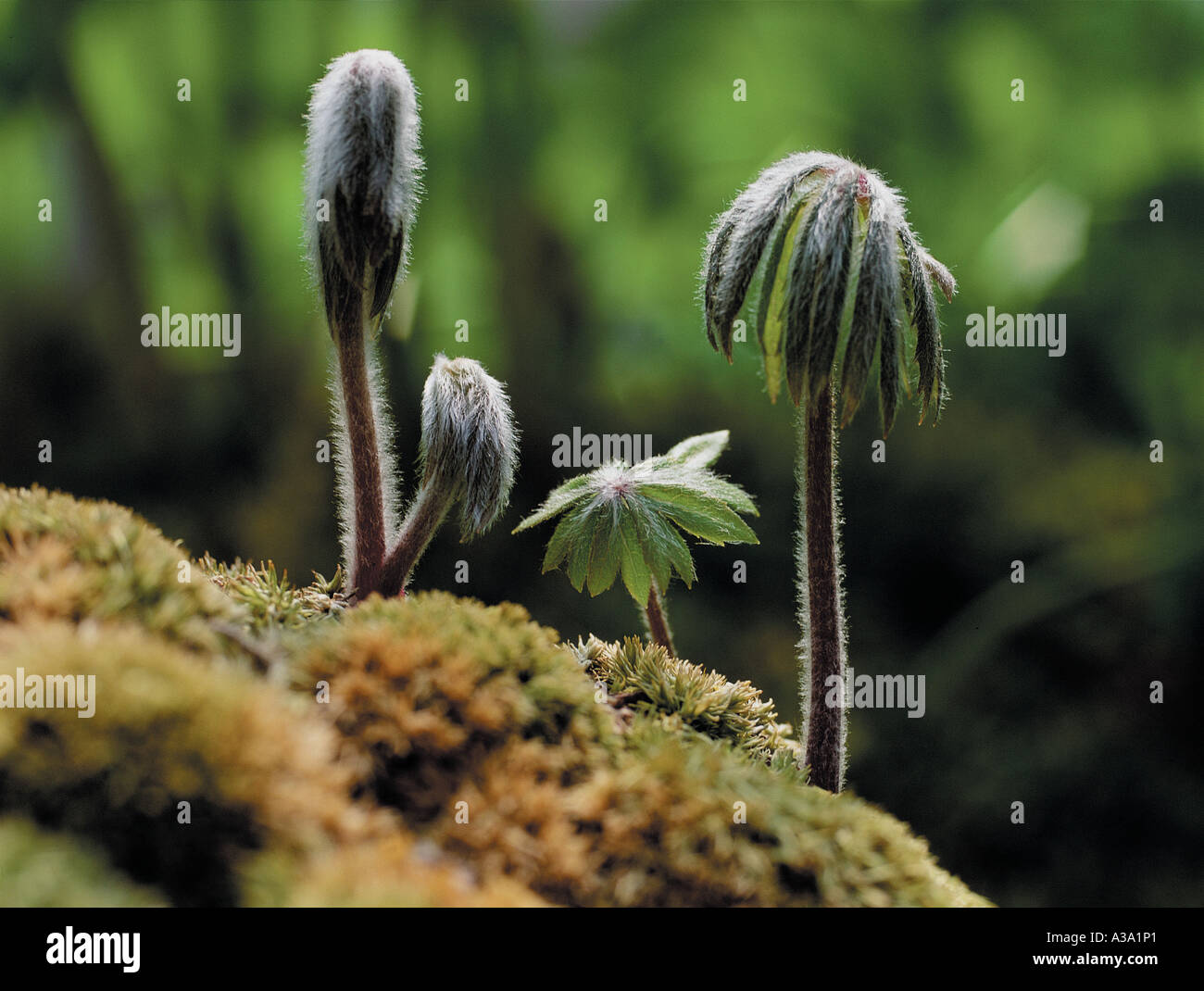 Weed Rock High Resolution Stock Photography and Images - Alamy