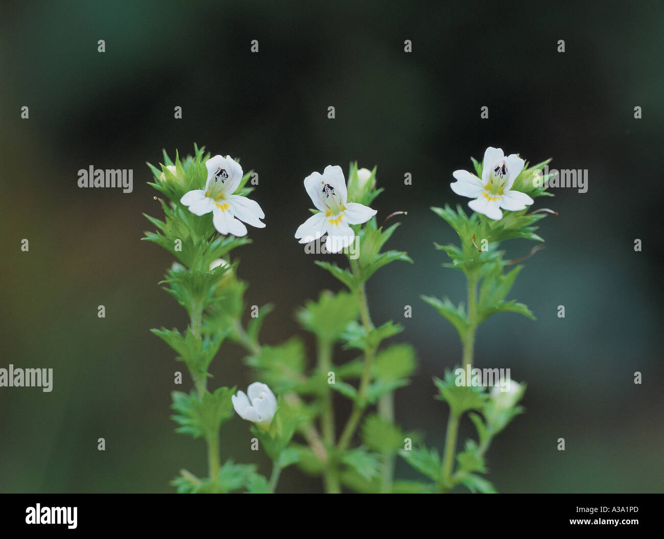 Weedflower hi-res stock photography and images - Alamy