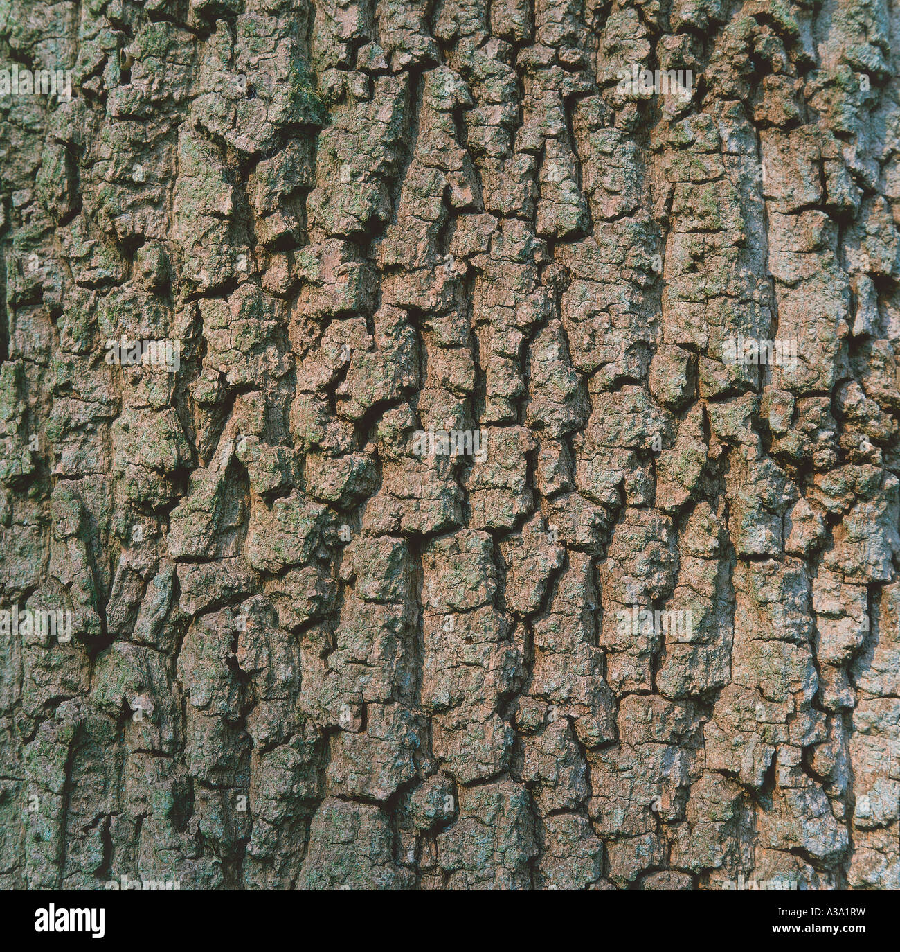 Close up of Tree Bark Stock Photo - Alamy
