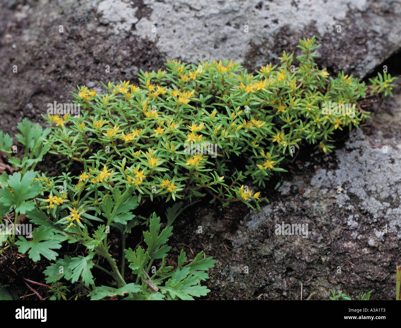 The exterior moss rose hi-res stock photography and images - Alamy