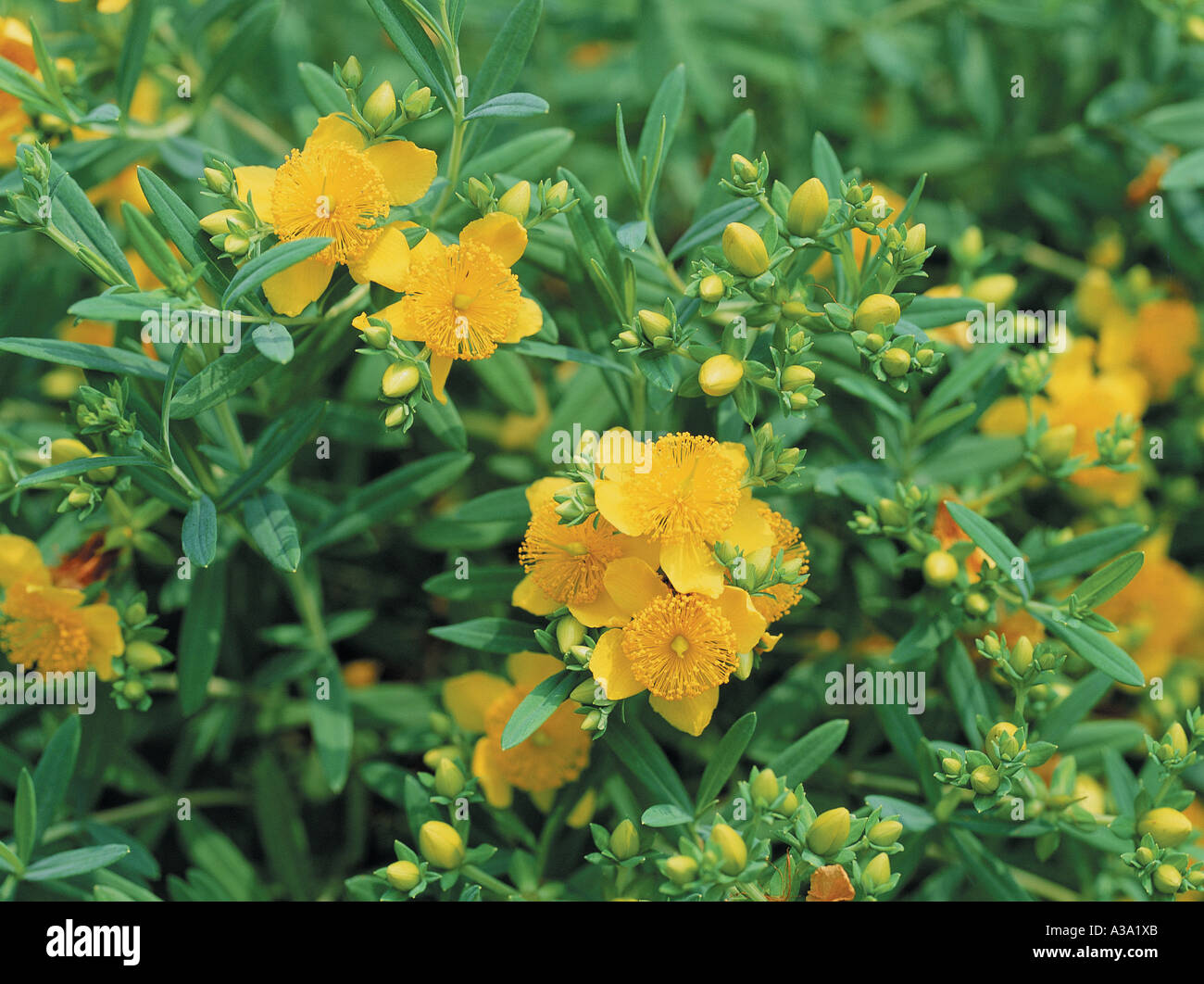 Bell weed hi-res stock photography and images - Alamy