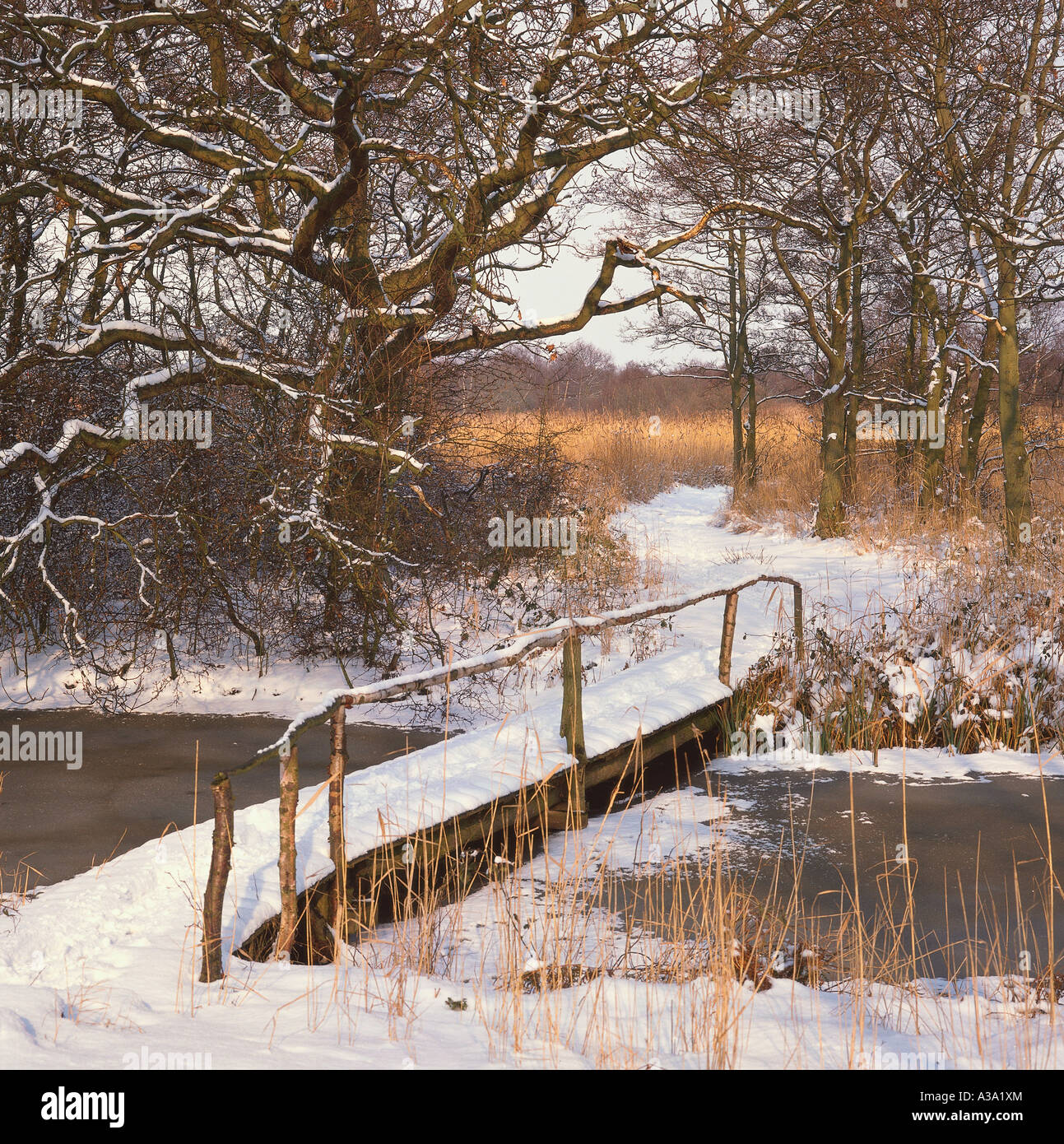 Snow Scene at Hickling Nature Reserve Norfolk Broads UK Stock Photo - Alamy