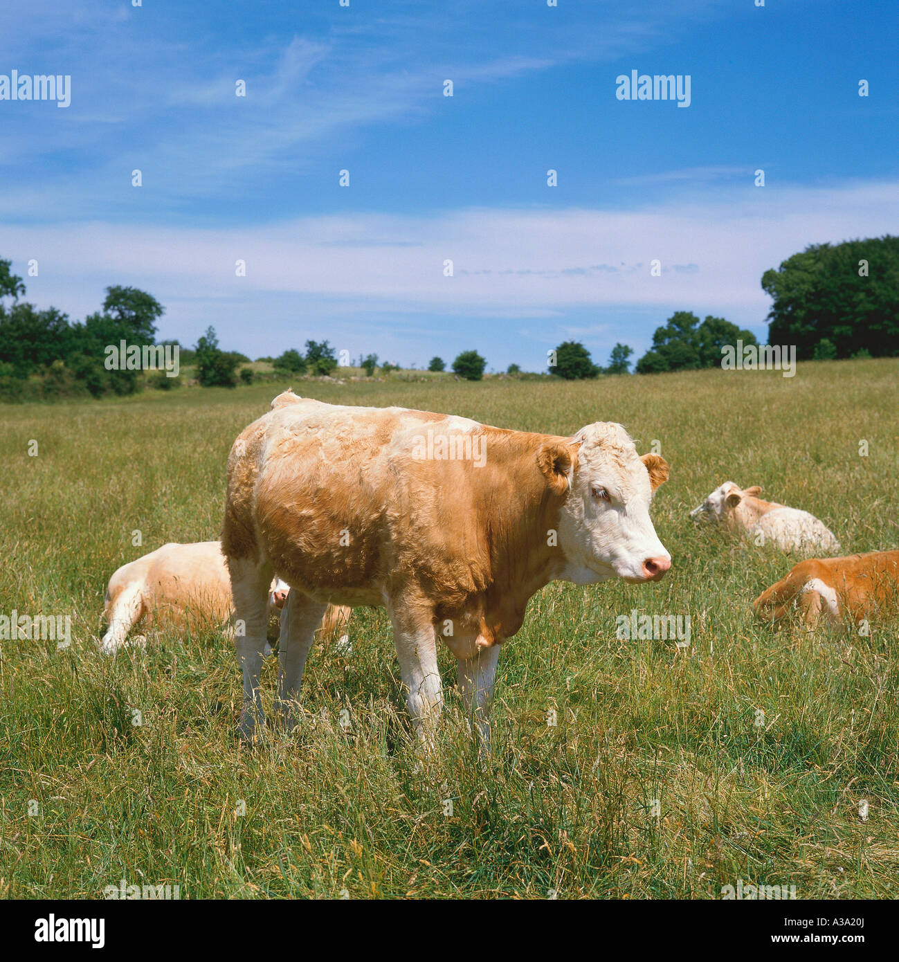 Cows in Field Stock Photo - Alamy