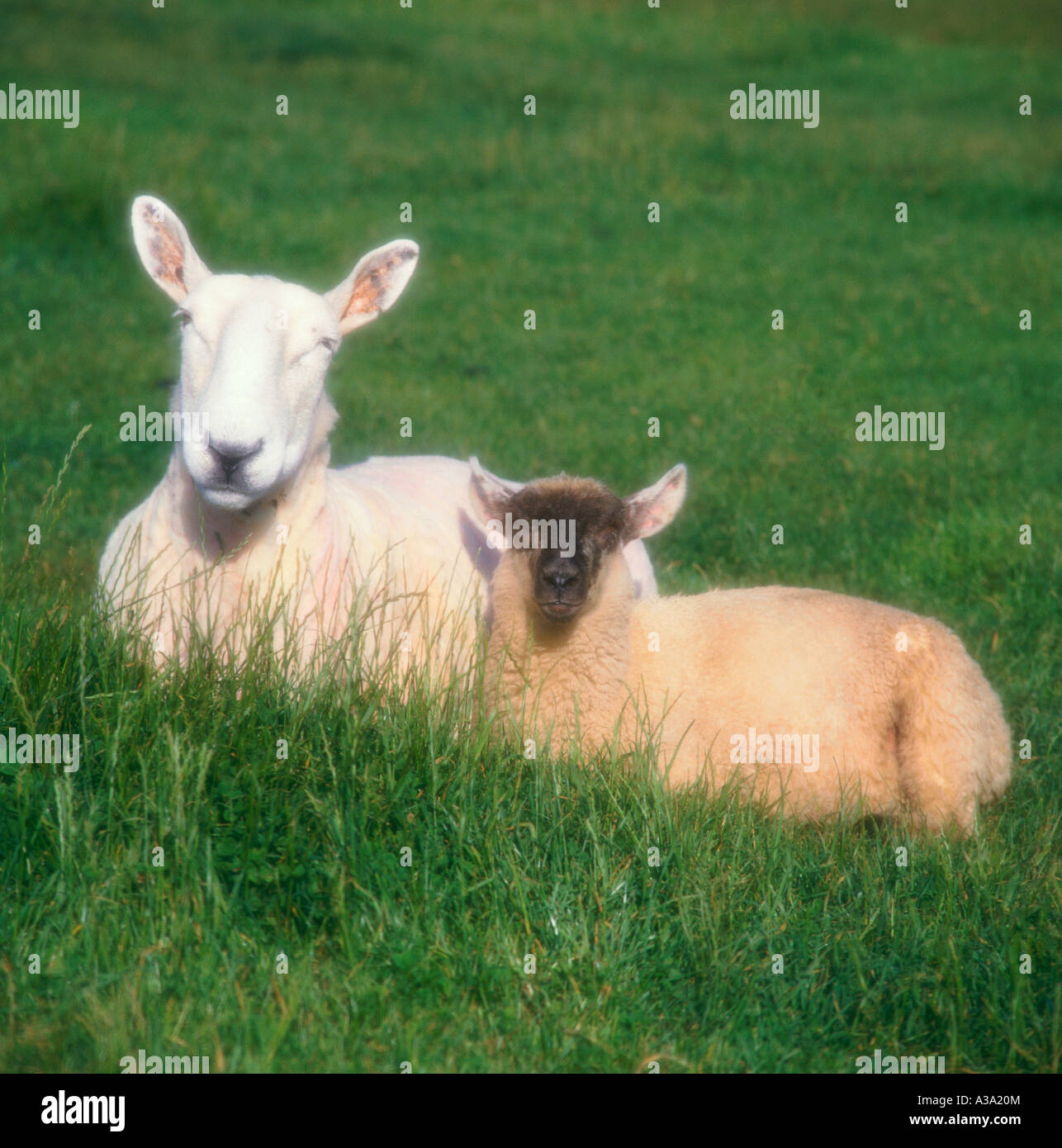 Two Sheep Lying in Field UK Stock Photo - Alamy