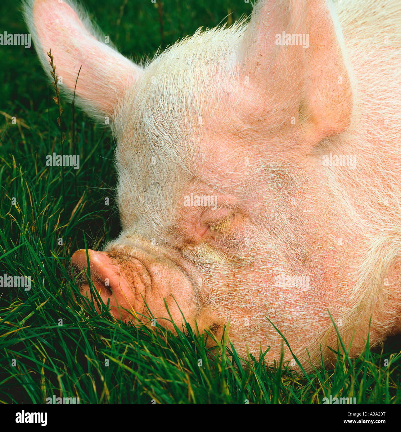 Middle White Pig Sleeping in Grass Stock Photo - Alamy