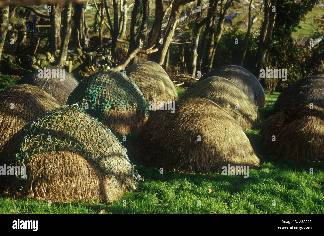 March 2001 Regular shaped mounds of straw at a farmhouse in County ...