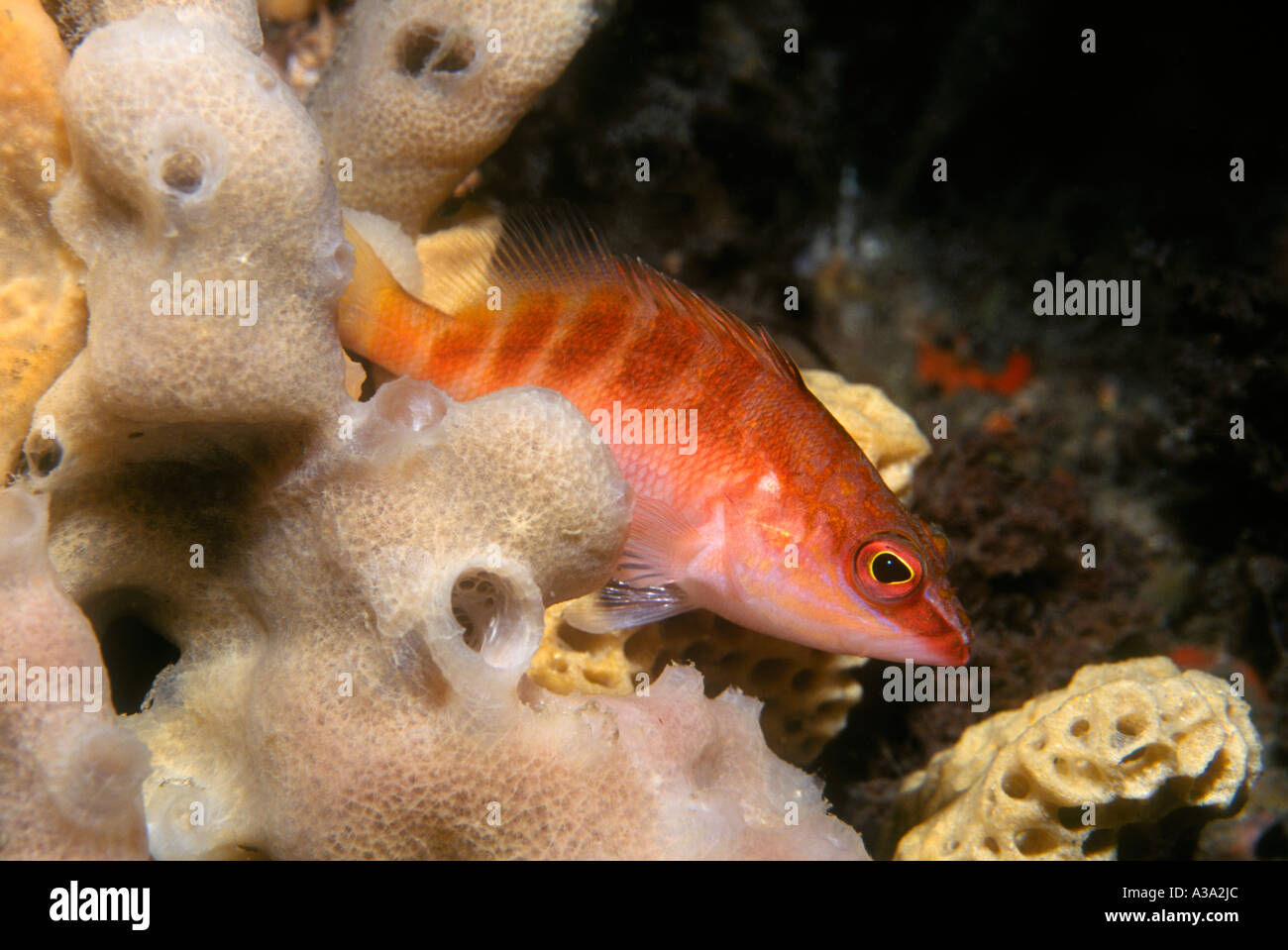 Sea sponge australia hi-res stock photography and images - Alamy