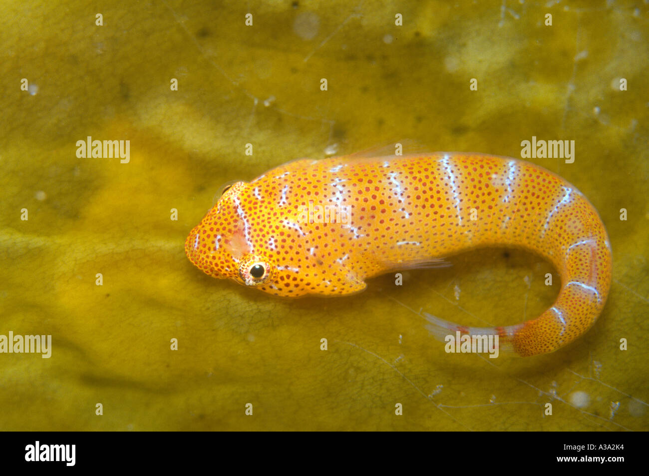 Eastern Cleaner Clingfish, Cochleoceps orientalis Stock Photo - Alamy