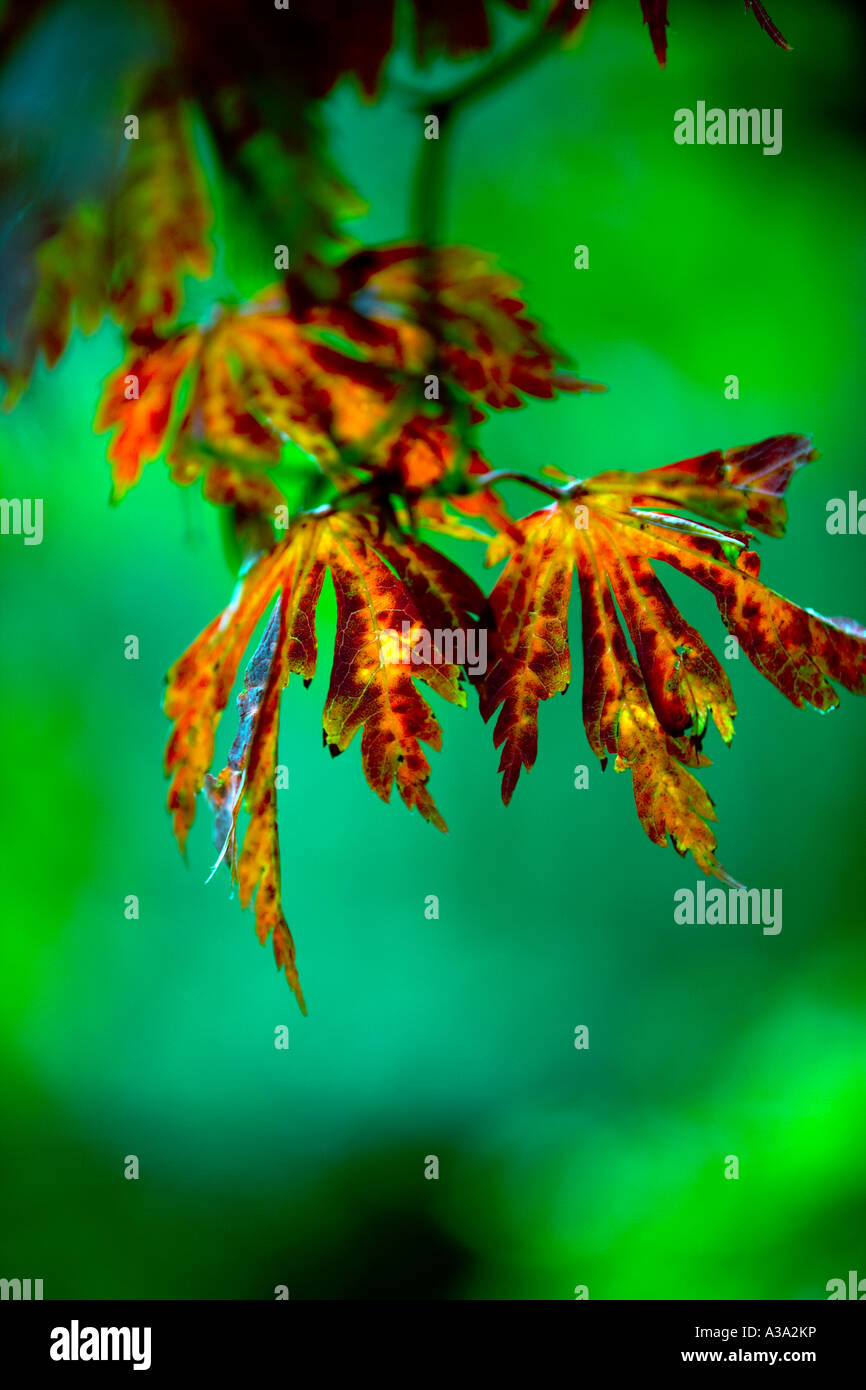 Last leaves hi-res stock photography and images - Alamy