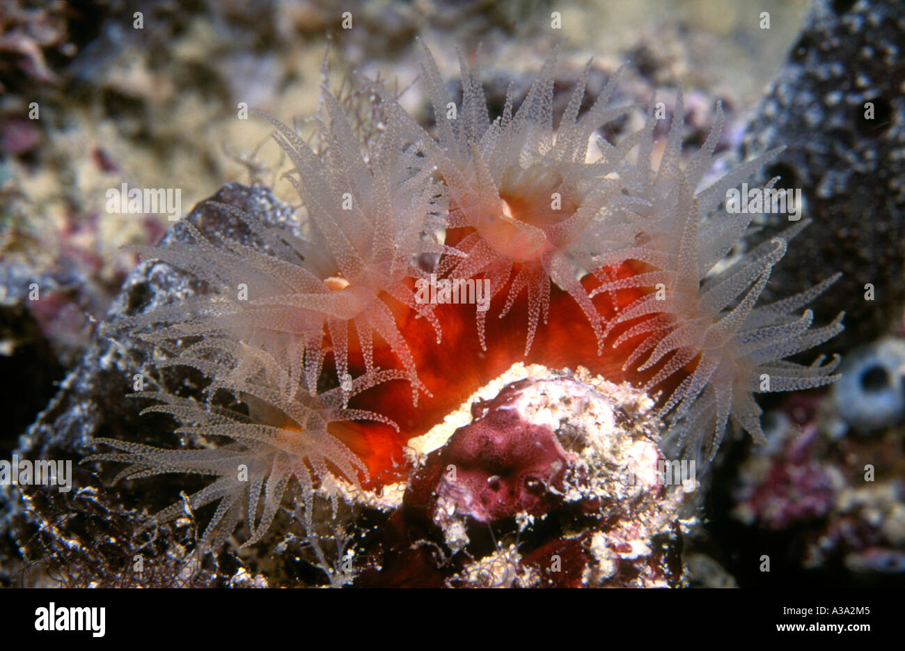 Tubastrea Coral showing the polyps Stock Photo - Alamy