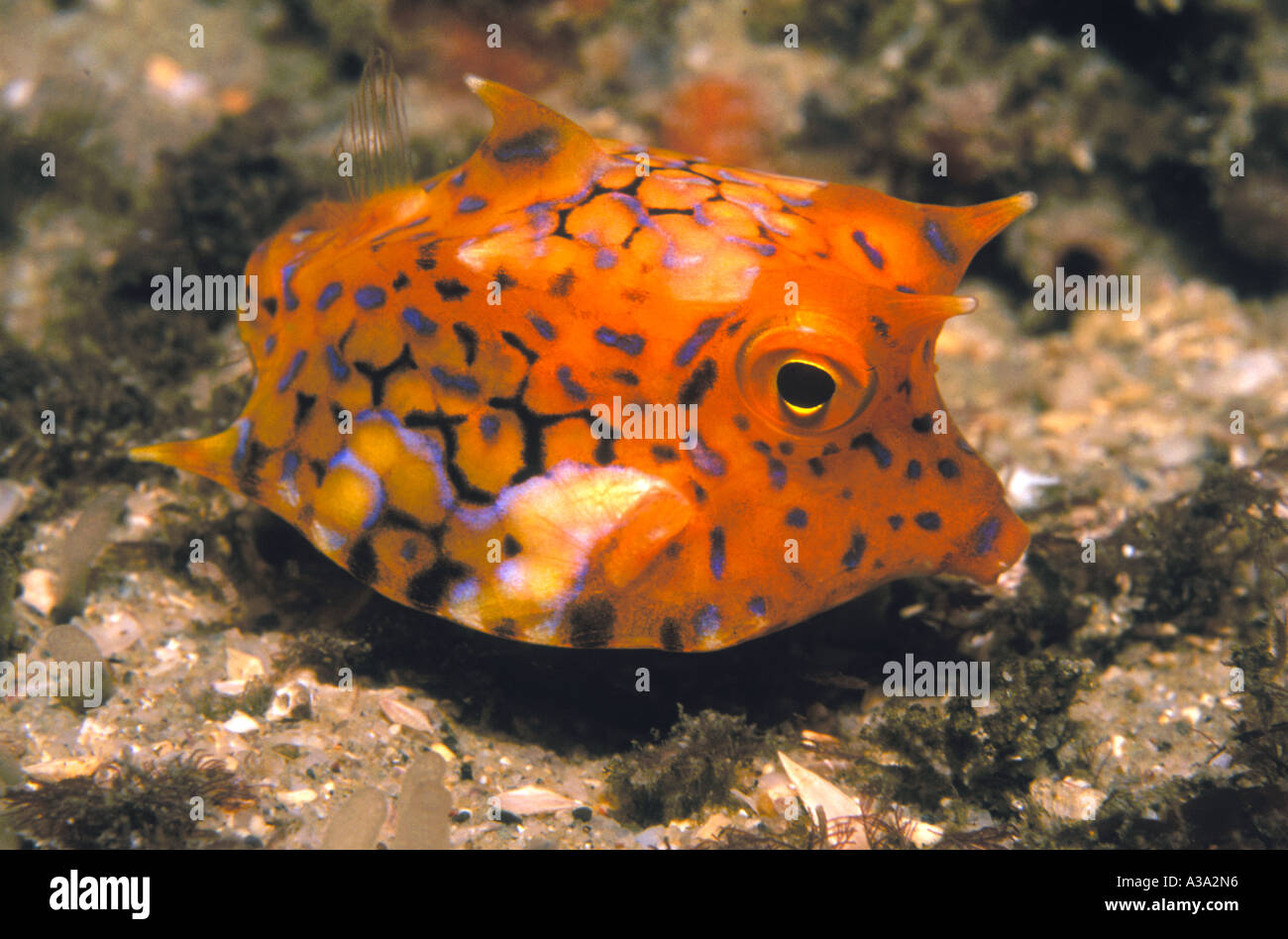 Thornback Cowfish, Lactoria fornasini. This is a poisonous species of ...