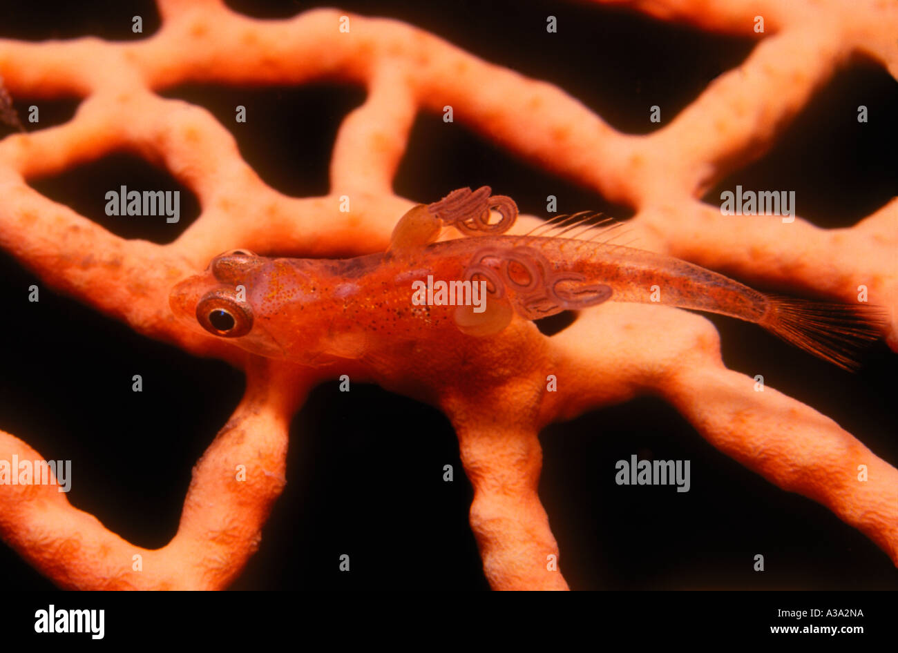Parasites fish hi-res stock photography and images - Alamy