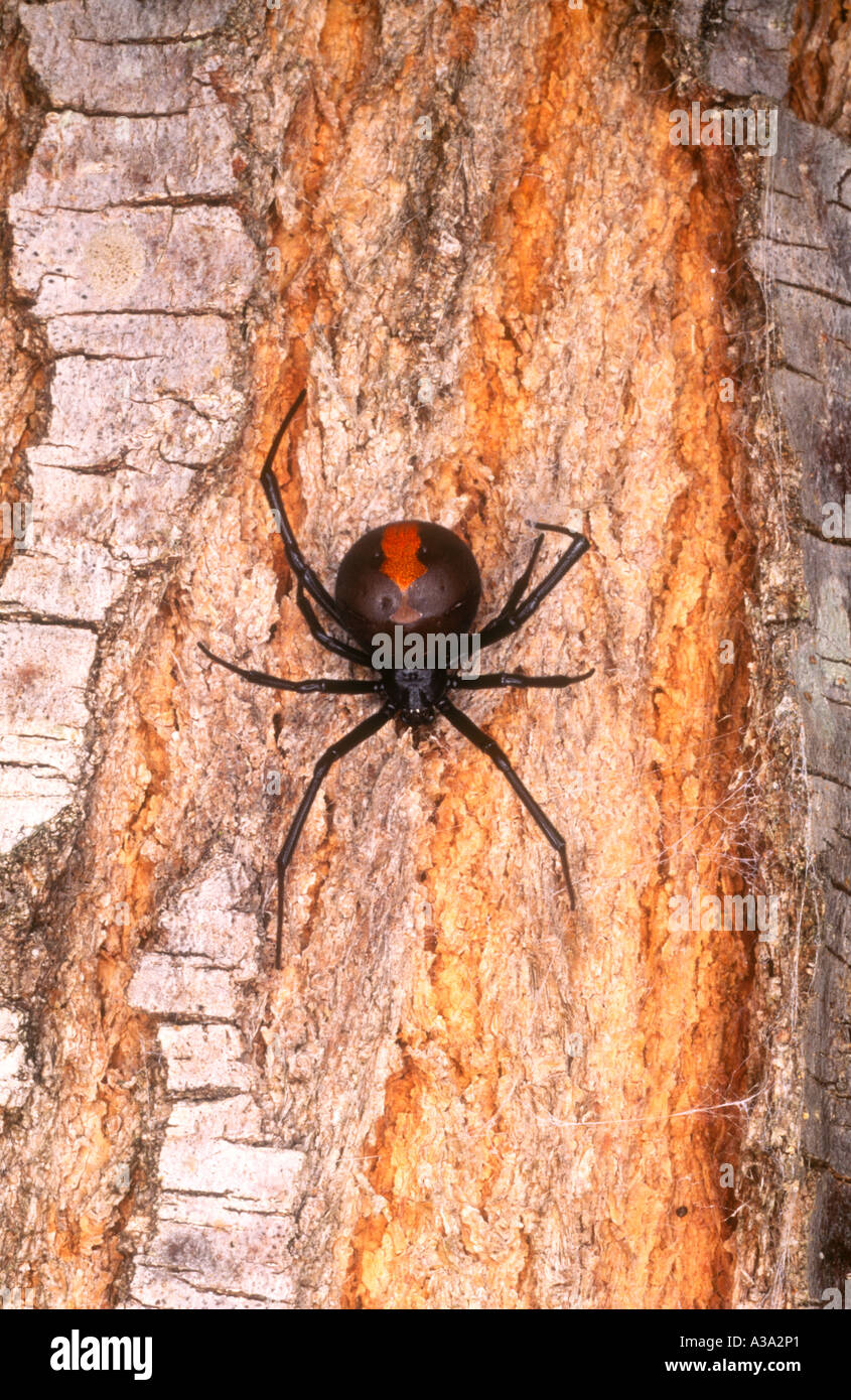 Female australian redback spider hi-res stock photography and images ...