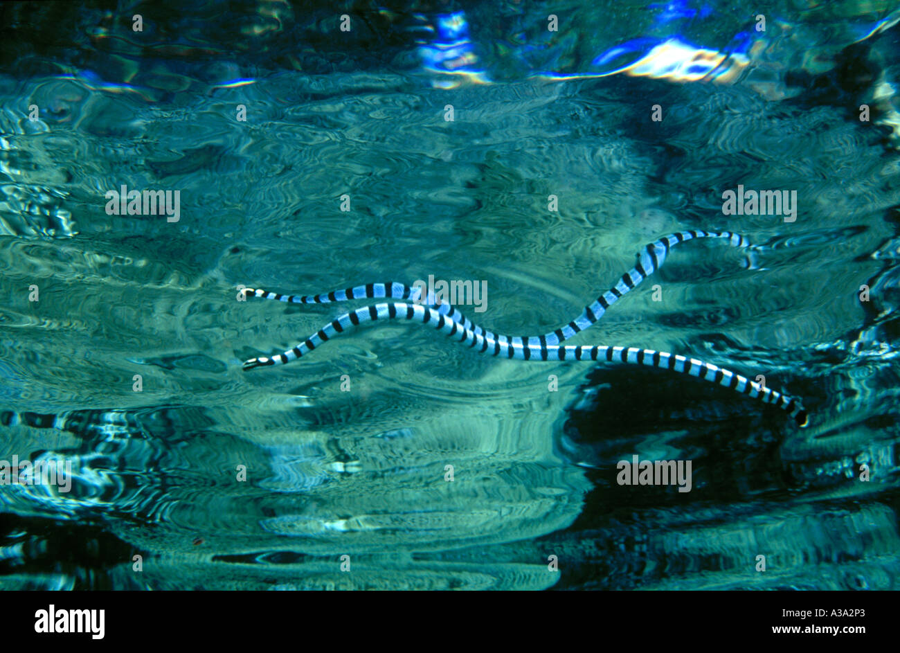 Banded Sea Krait, Laticauda colubrina swimming on the surface of the ...