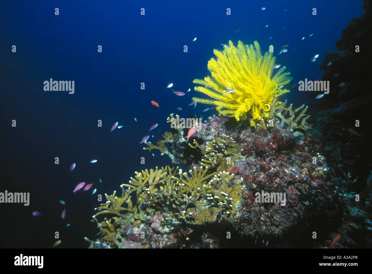Yellow Crinoid with Corals and Fish Stock Photo - Alamy