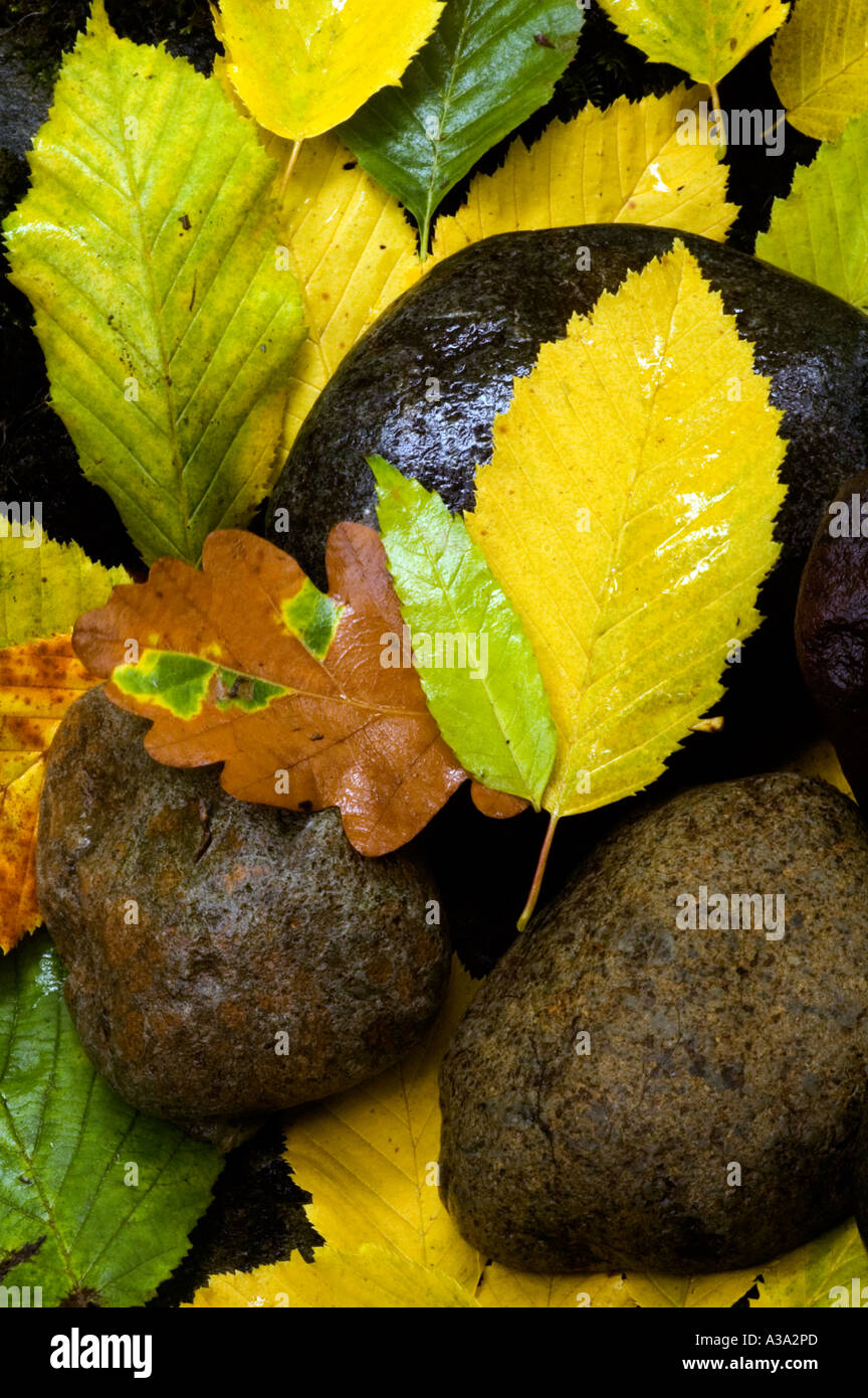 Autumn leaves and pebbles wet with rain Stock Photo - Alamy