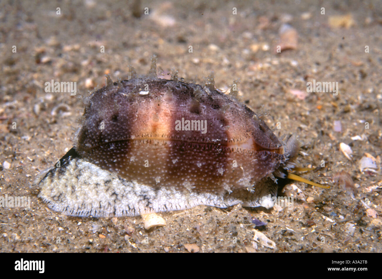 Live Cowry Shell, Erronea xanthadon, previously Cypraea xanthadon ...