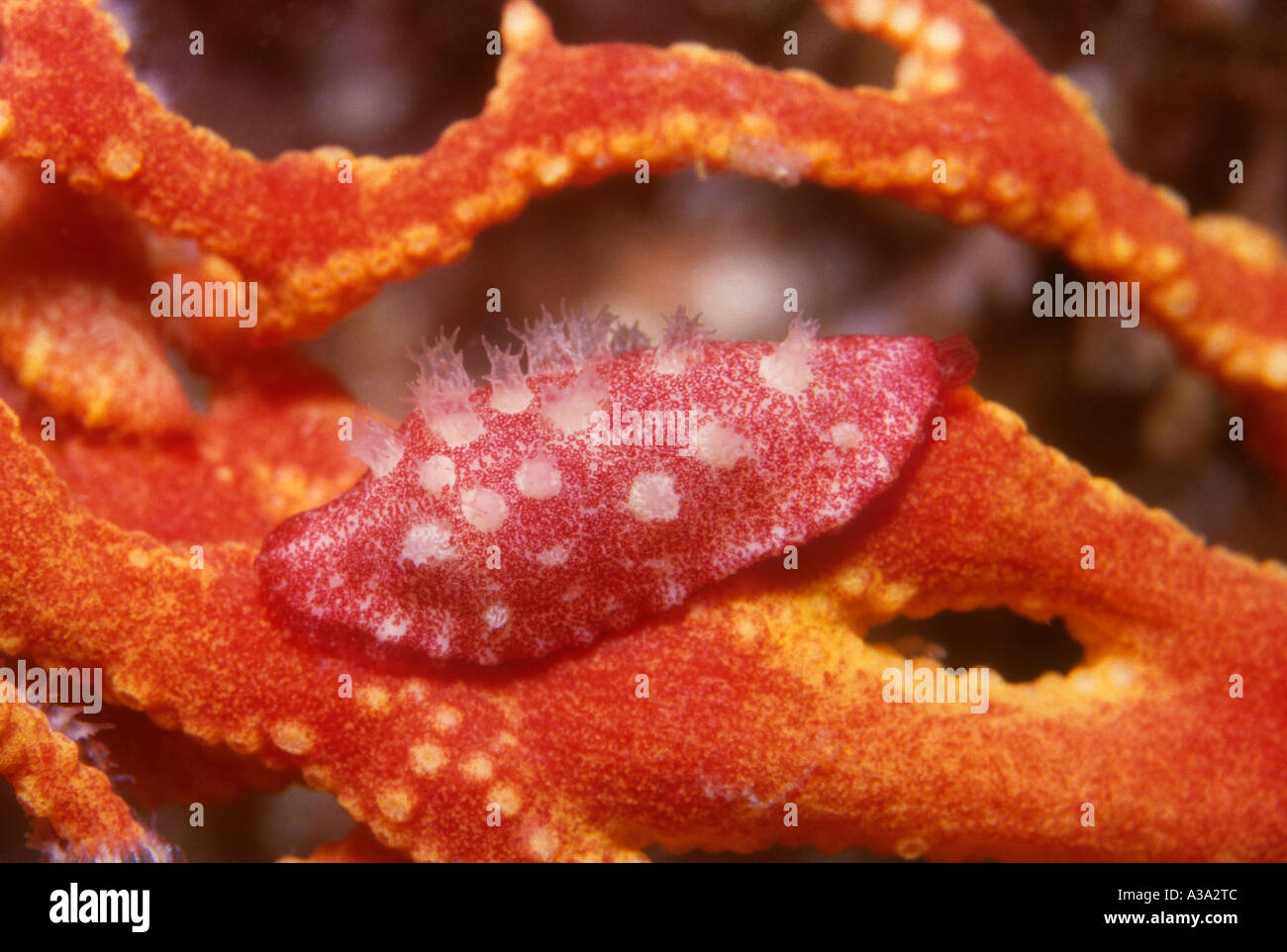 Prosimnia semperi hi-res stock photography and images - Alamy