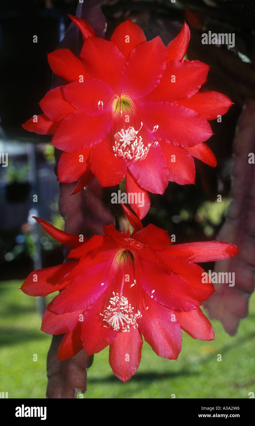 Red orchid cactus hi-res stock photography and images - Alamy