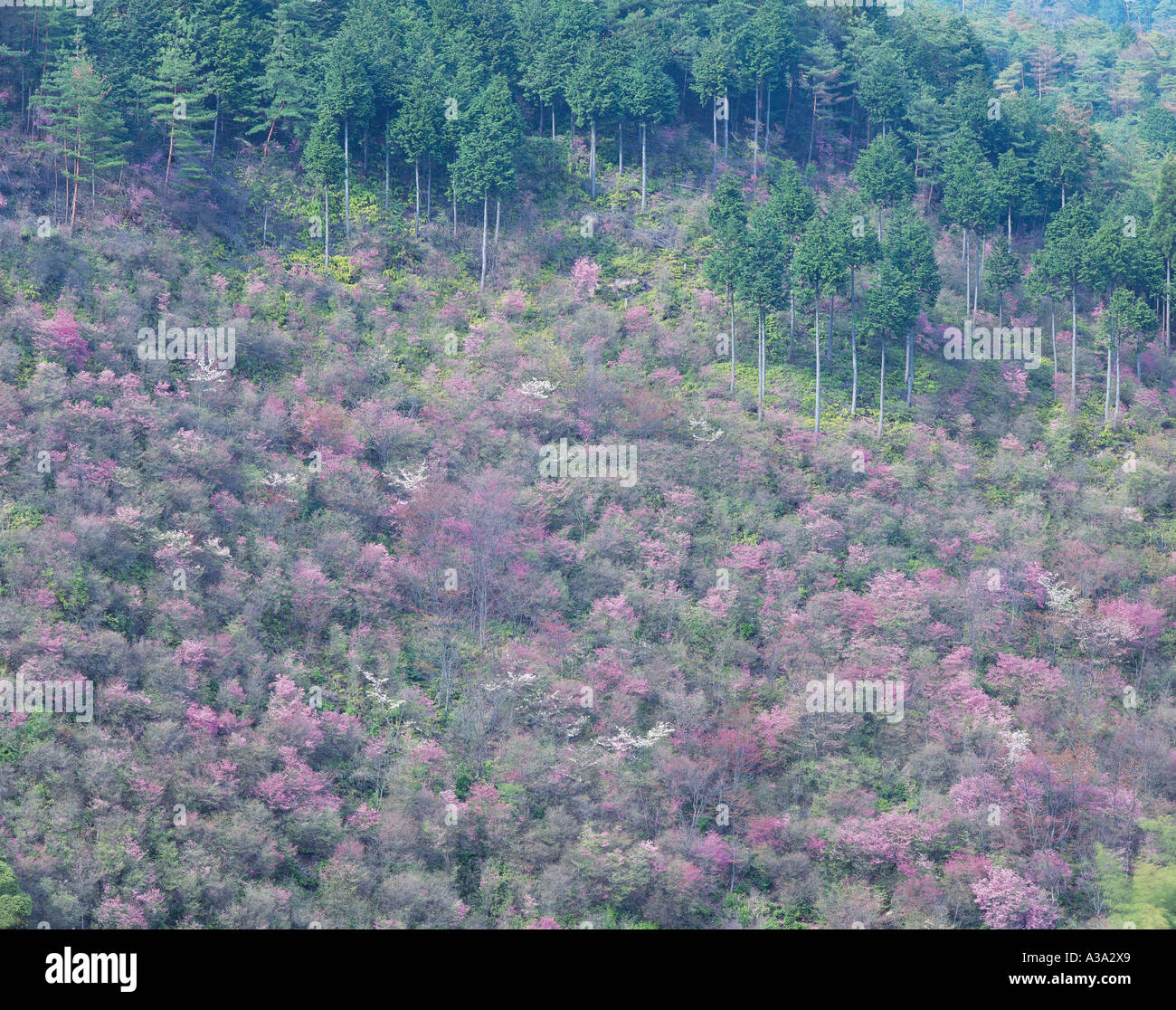 Public plants exterior hi-res stock photography and images - Alamy