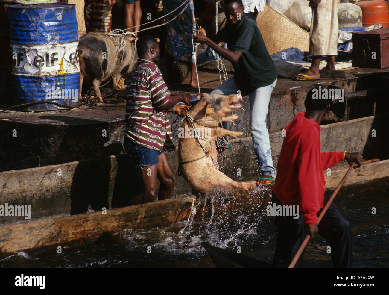 pig escaping from barge Stock Photo - Alamy