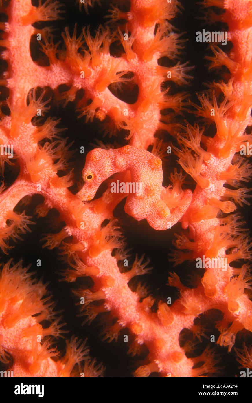 Pygmy Seahorse, Hippocampus denise, is the world' s smallest seahorse ...