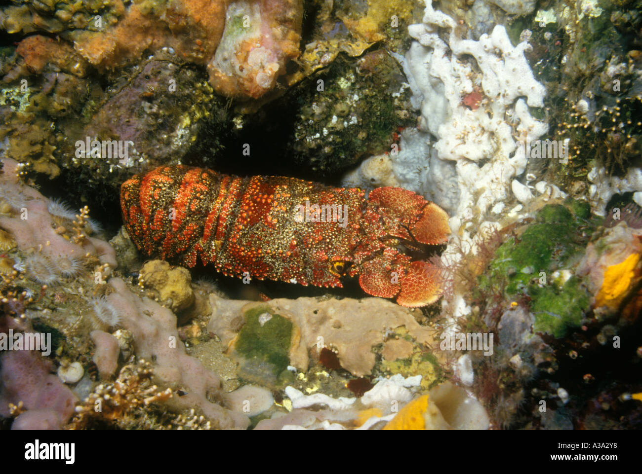 Shovel nosed crayfish hi-res stock photography and images - Alamy