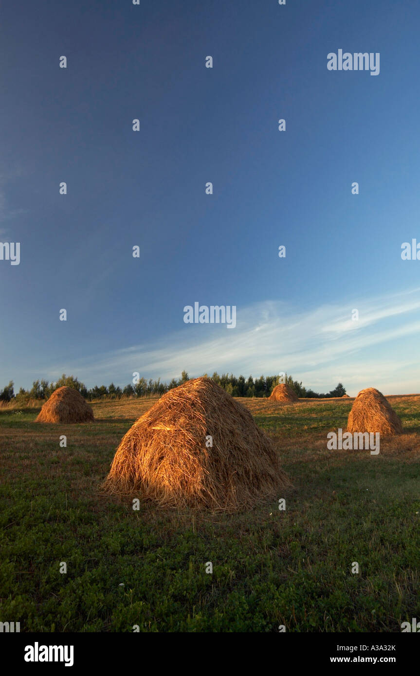 Haystacks in the evening light with a lot of blue sky Stock Photo - Alamy