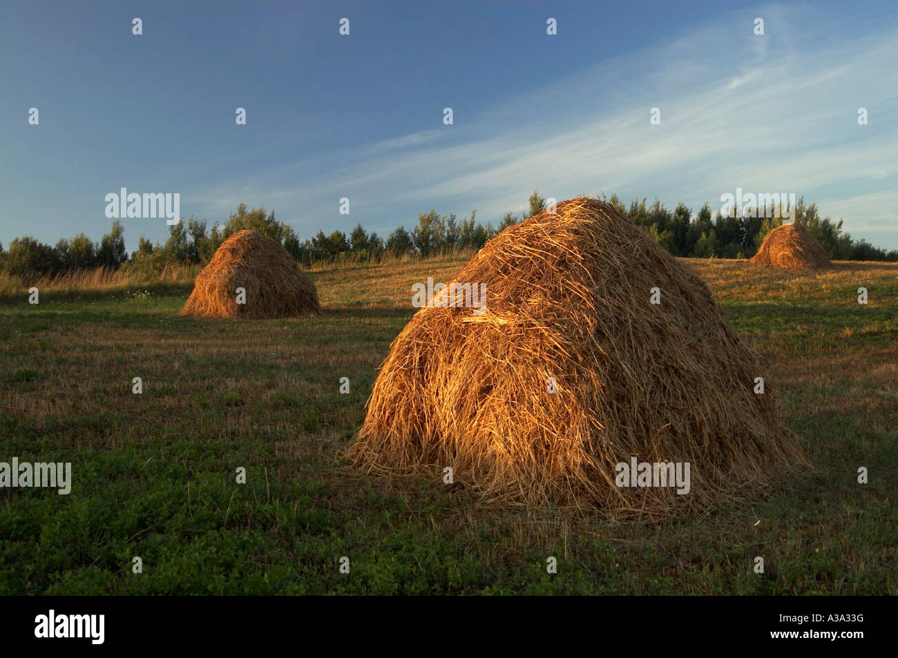 Haystacks in the evening light Stock Photo - Alamy