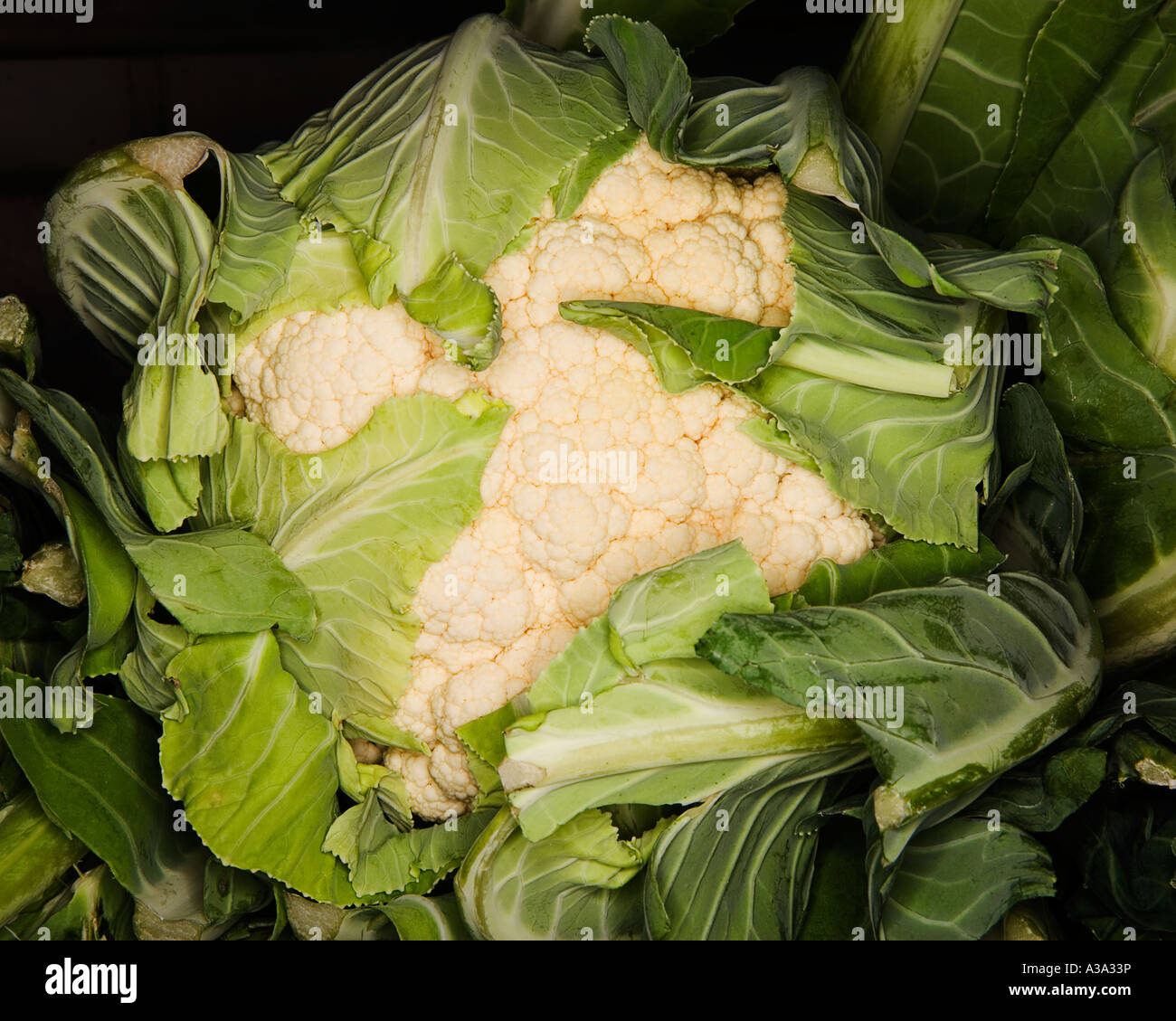 Close up cauliflower Stock Photo - Alamy