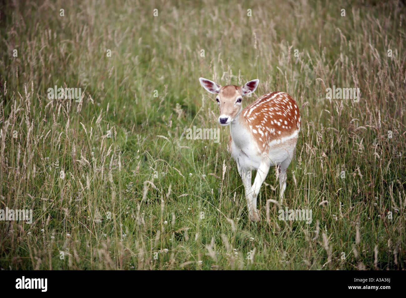 Spotted red deer Stock Photo - Alamy
